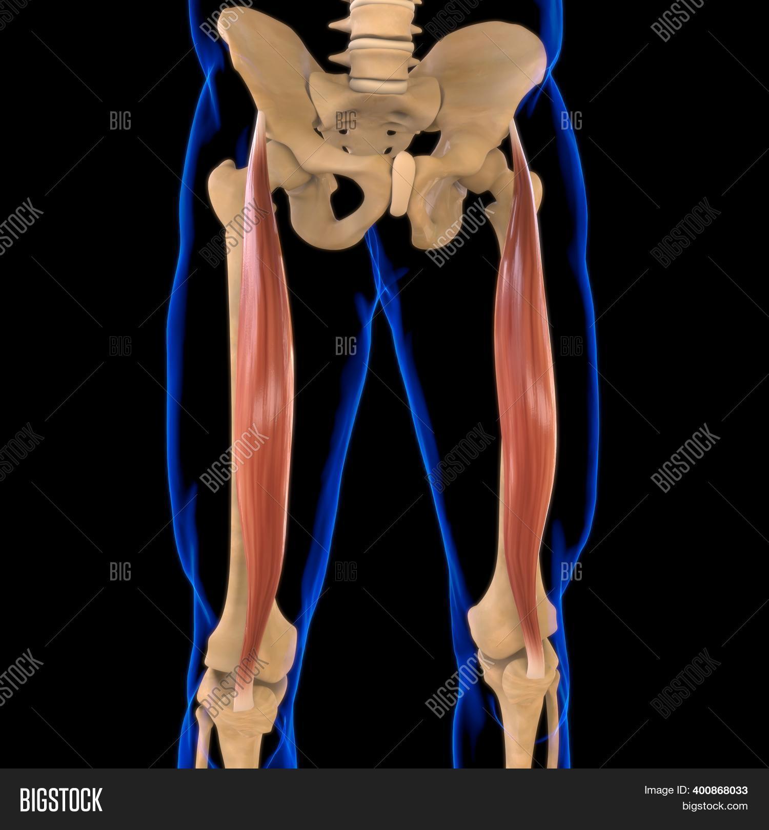 Rectus Femoris Muscle Image & Photo (Free Trial) | Bigstock
