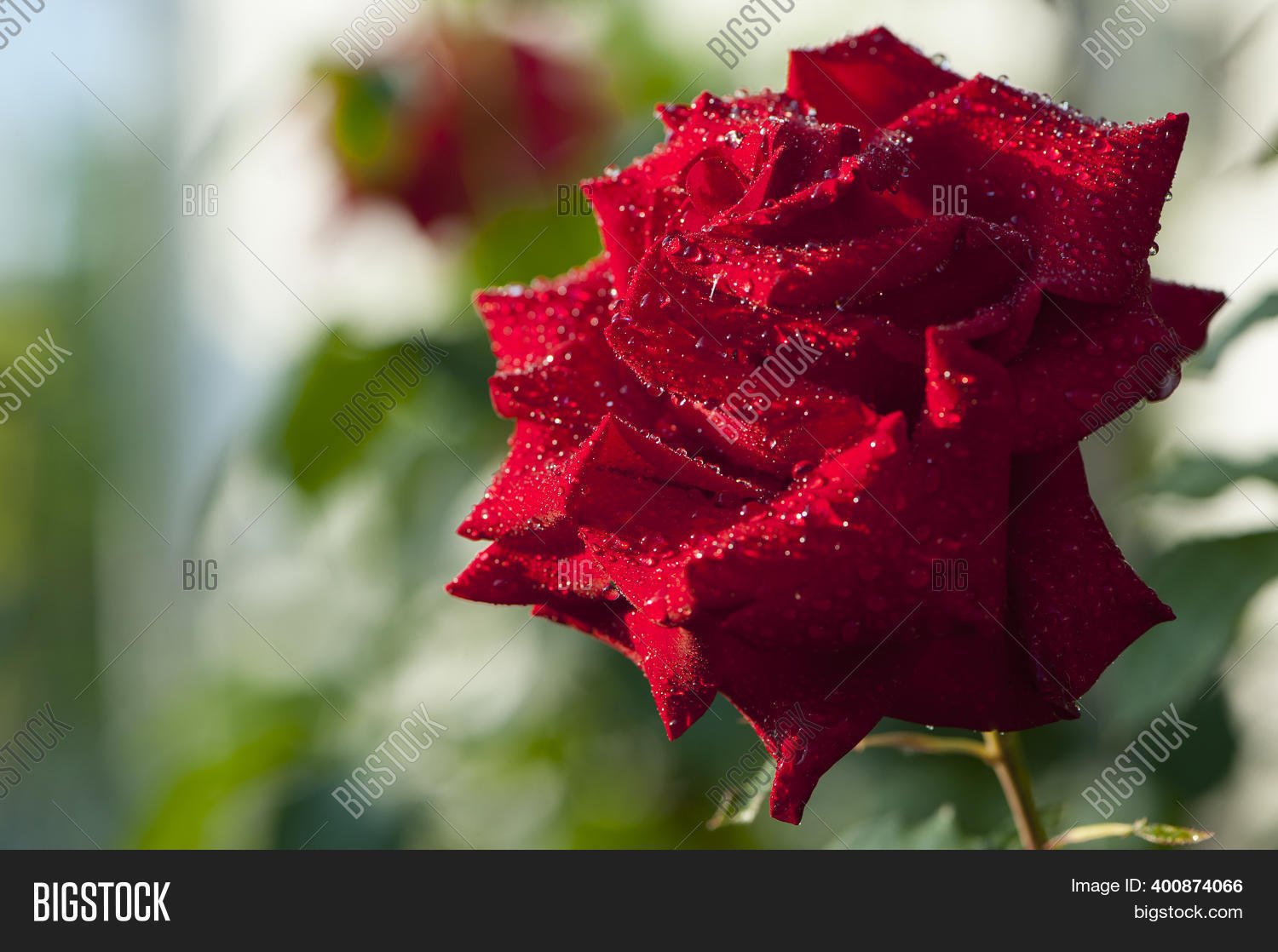 Red Rose Water Drops. Image & Photo (Free Trial) | Bigstock