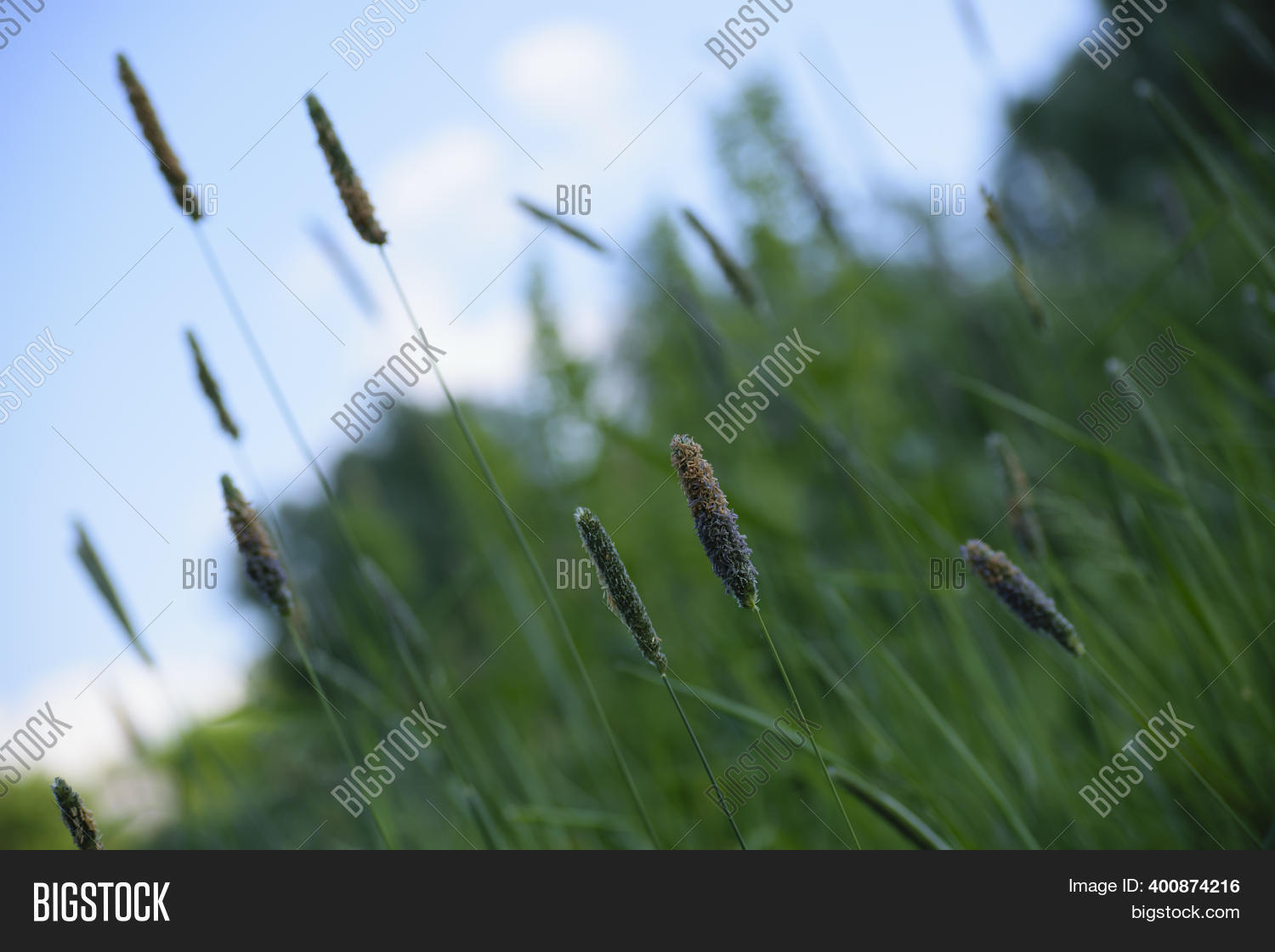 Setaria. Yellow Seed Image & Photo (Free Trial) | Bigstock