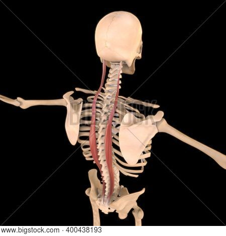 Longissimus Muscle Image & Photo (Free Trial) | Bigstock