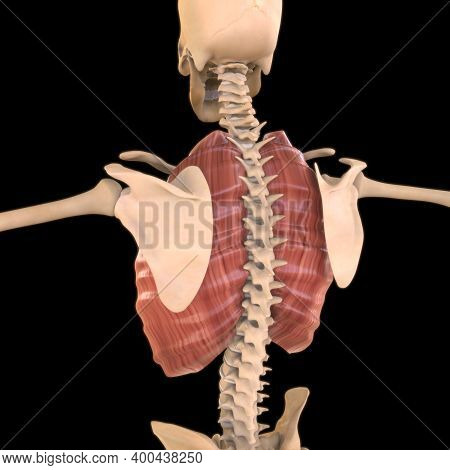 Intercostal Muscle Image & Photo (Free Trial) | Bigstock