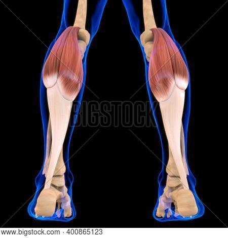 Gastrocnemius Muscle Image & Photo (Free Trial) | Bigstock