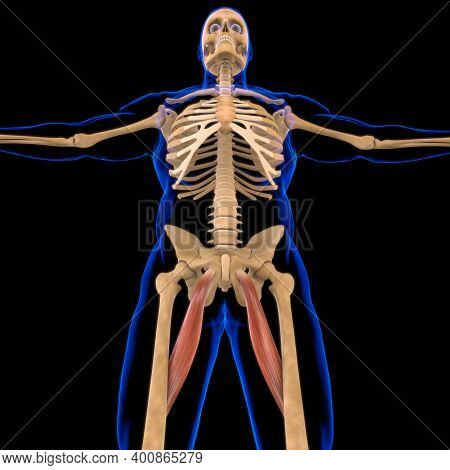 Adductor Longus Muscle Image & Photo (Free Trial) | Bigstock