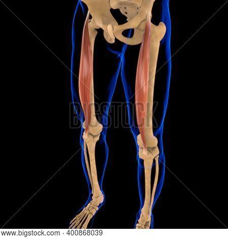 Rectus Femoris Muscle Image & Photo (Free Trial) | Bigstock
