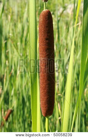 Bull Rush Images, Illustrations & Vectors (Free) - Bigstock