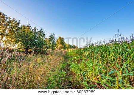 Border Plantation Image & Photo (Free Trial) | Bigstock