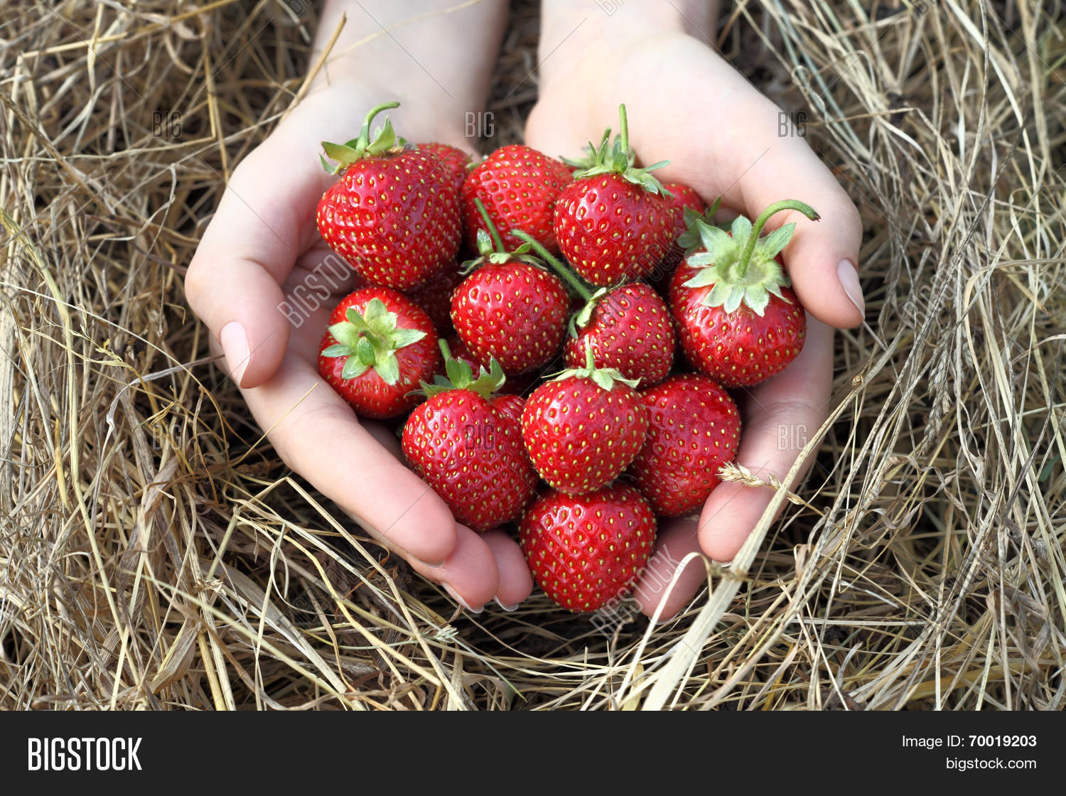 Strawberry Hands. Image & Photo (Free Trial) | Bigstock