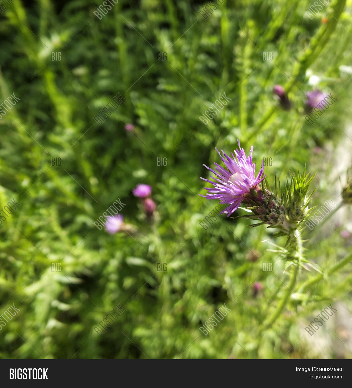 Flower Cardus Image & Photo (Free Trial) | Bigstock
