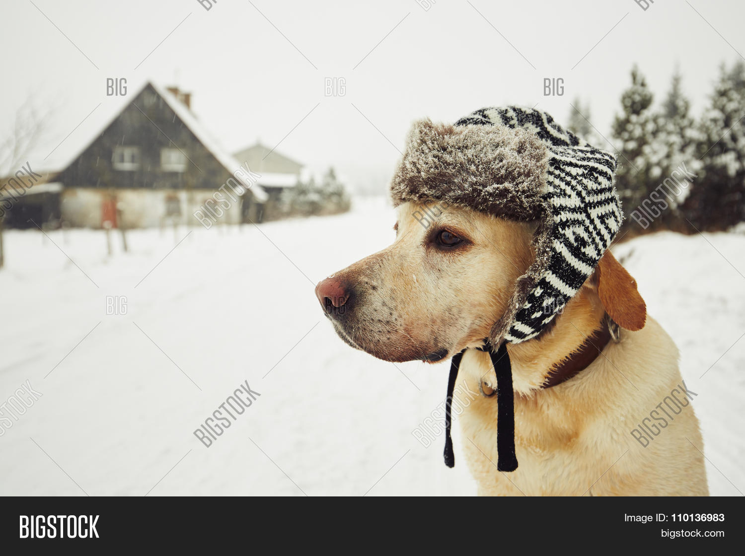 Dog Cap Winter Image & Photo (Free Trial) | Bigstock