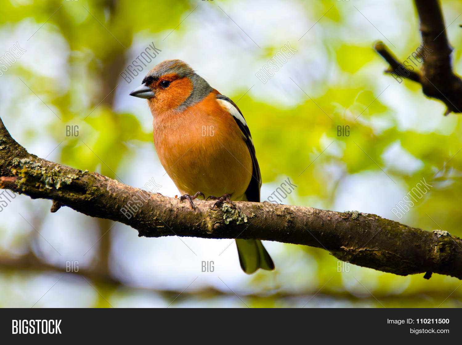 Chaffinch Bird, Bird Image & Photo (Free Trial) | Bigstock