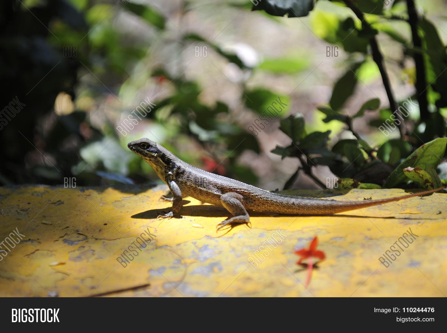 Common Grey Lizard Image & Photo (Free Trial) | Bigstock