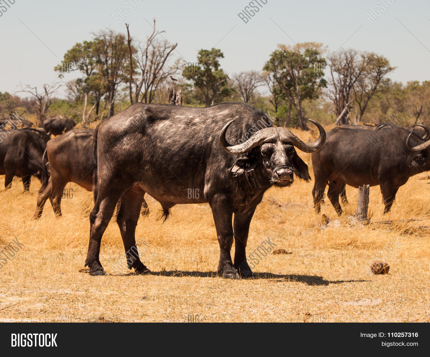African Buffalo Front Image & Photo (Free Trial) | Bigstock