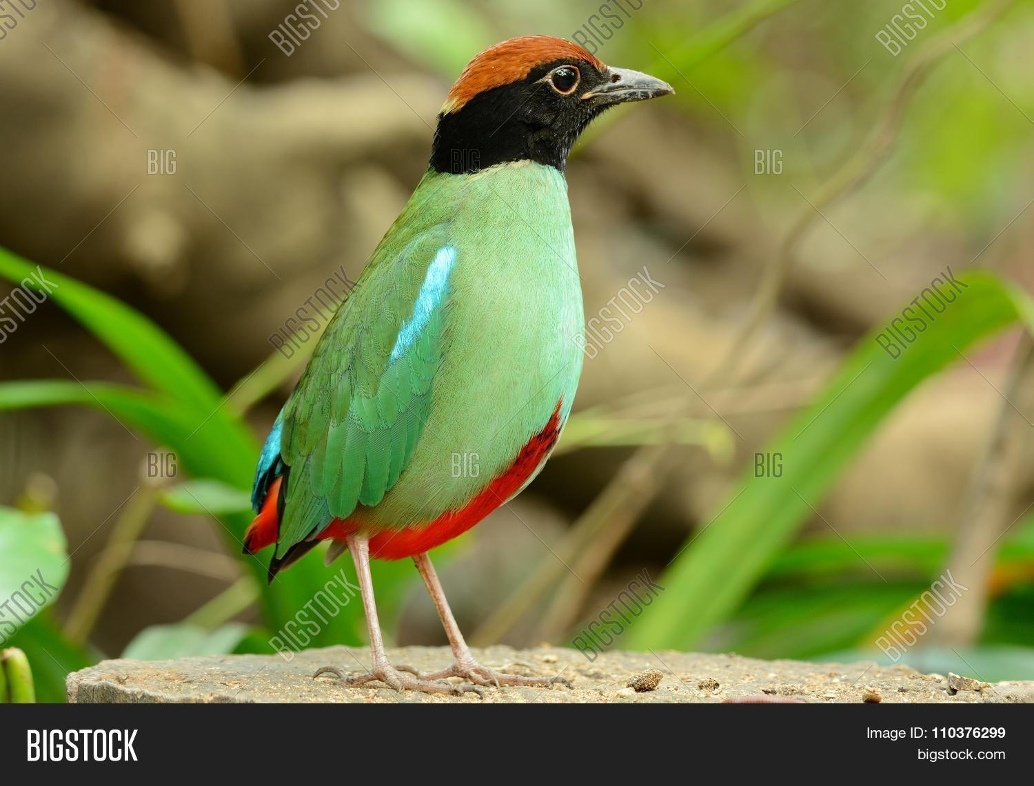 Hooded Pitta Image & Photo (Free Trial) | Bigstock