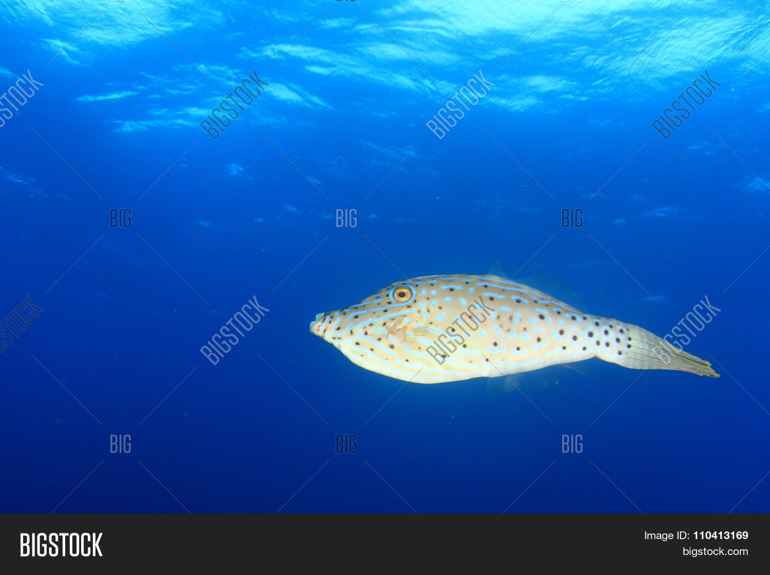Scrawled Filefish Fish Image & Photo (Free Trial) | Bigstock