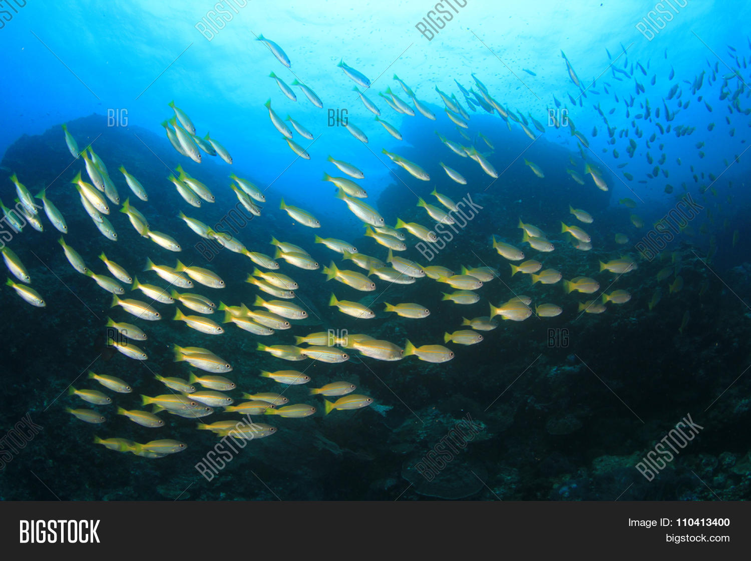School Bigeye Snapper Image & Photo (Free Trial) | Bigstock