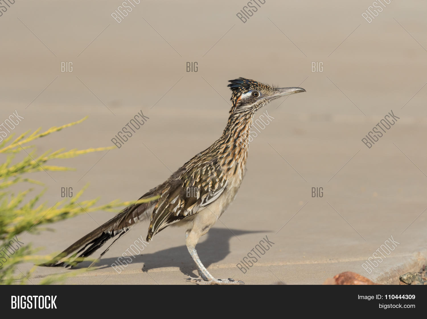 Greater Roadrunner Image & Photo (Free Trial) | Bigstock