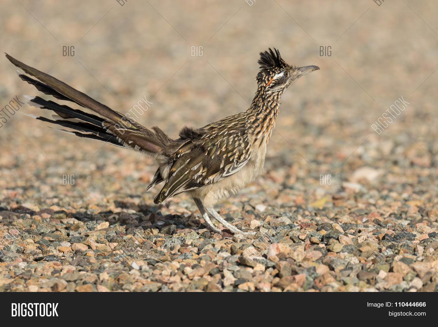 Greater Roadrunner Image & Photo (Free Trial) | Bigstock