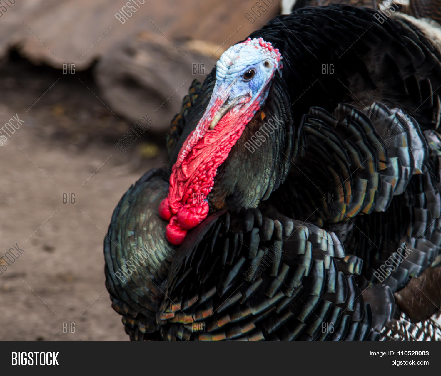 Domestic Tom Turkey, Image & Photo (Free Trial) | Bigstock