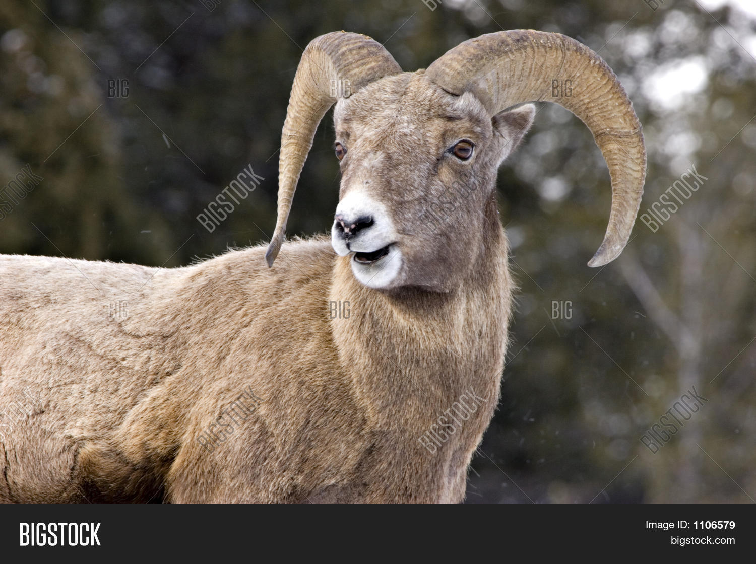Ram Portrait Image & Photo (Free Trial) | Bigstock