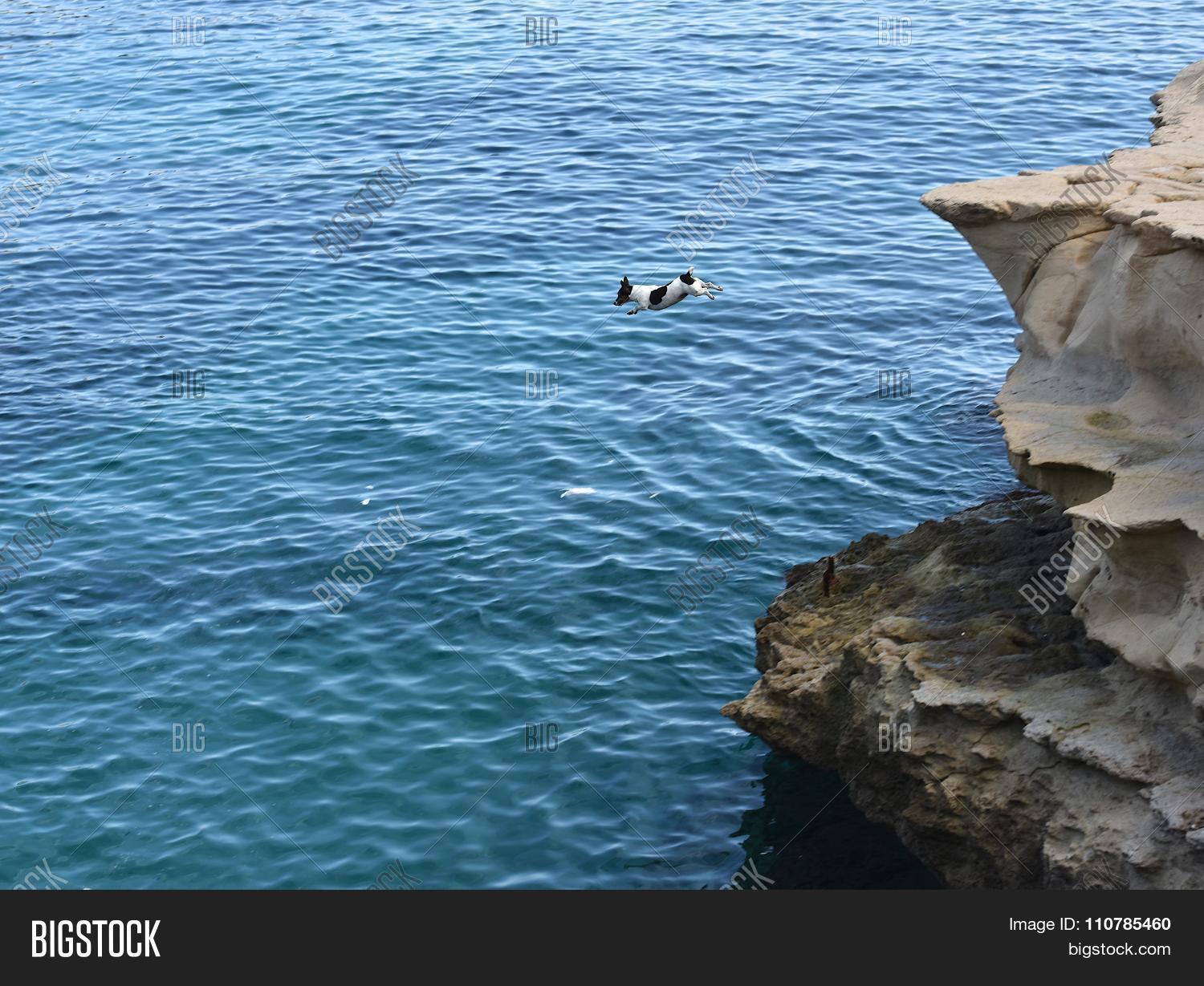 Dog Jumping Water, Dog Image & Photo (Free Trial) | Bigstock