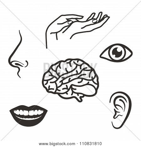 Parts Face Body Vector & Photo (Free Trial) | Bigstock