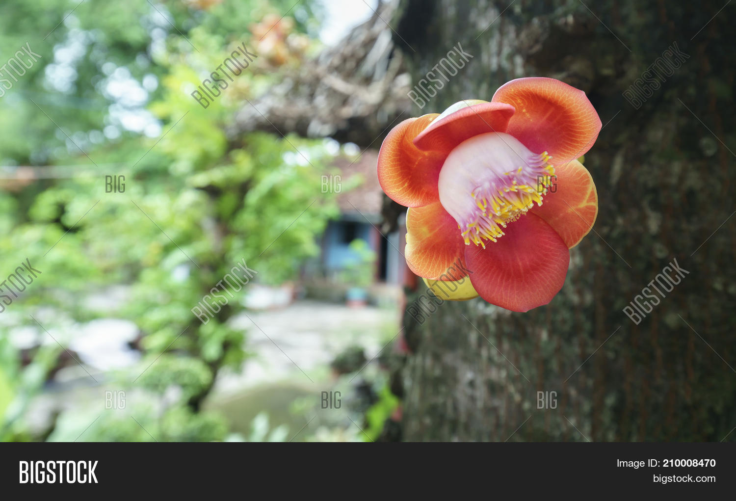 Blooming Cannon Ball Image & Photo (Free Trial) | Bigstock