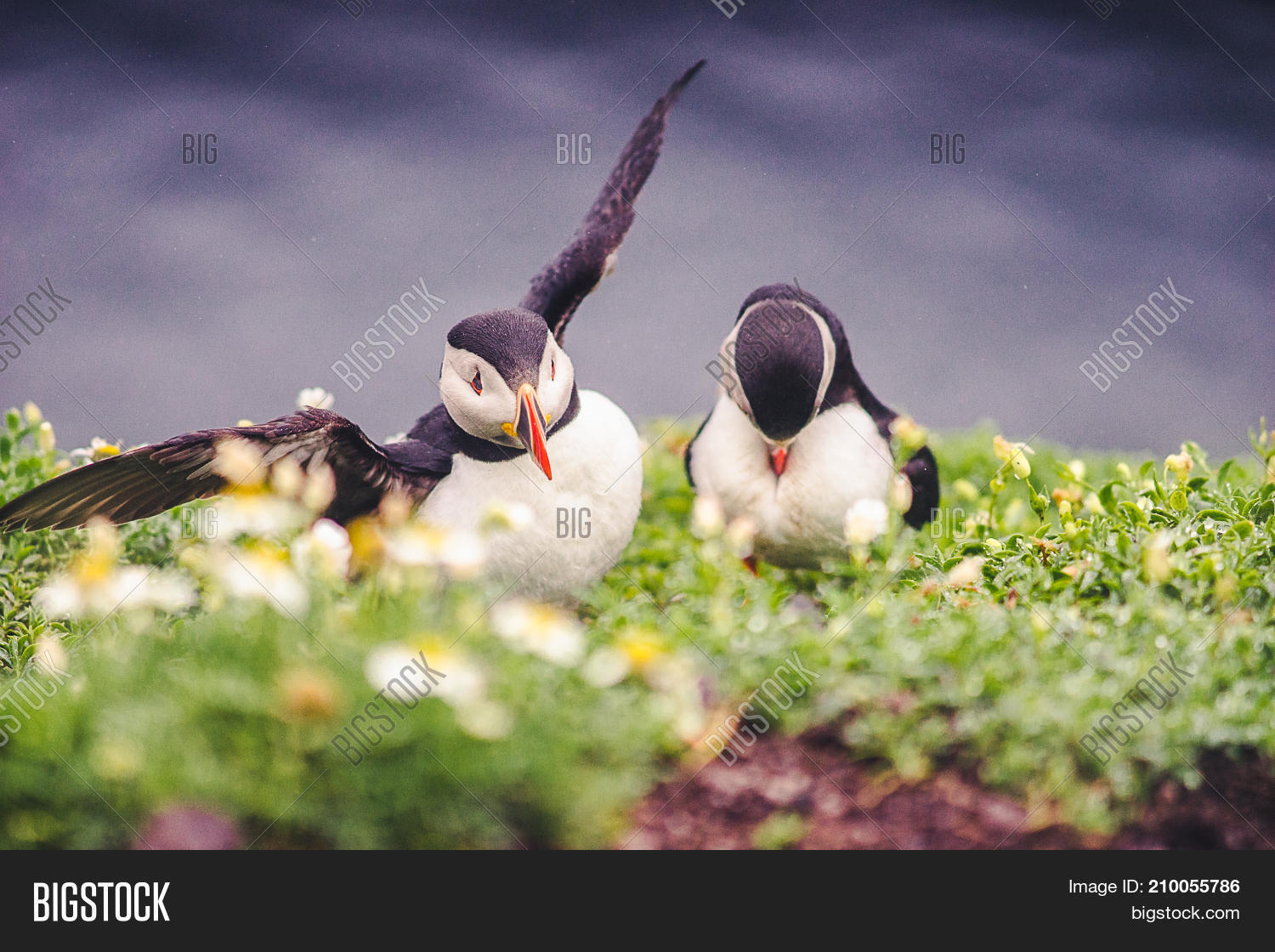 Puffins Ireland. Image & Photo (Free Trial) | Bigstock