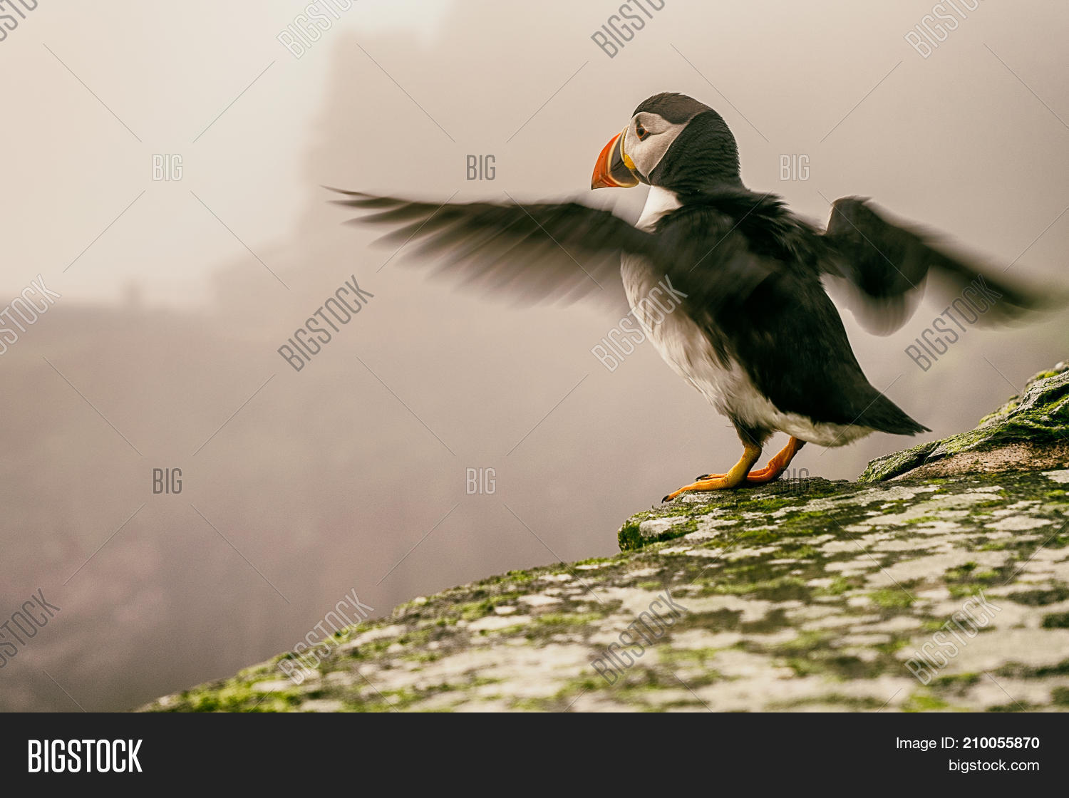 Puffins Ireland. Image & Photo (Free Trial) | Bigstock