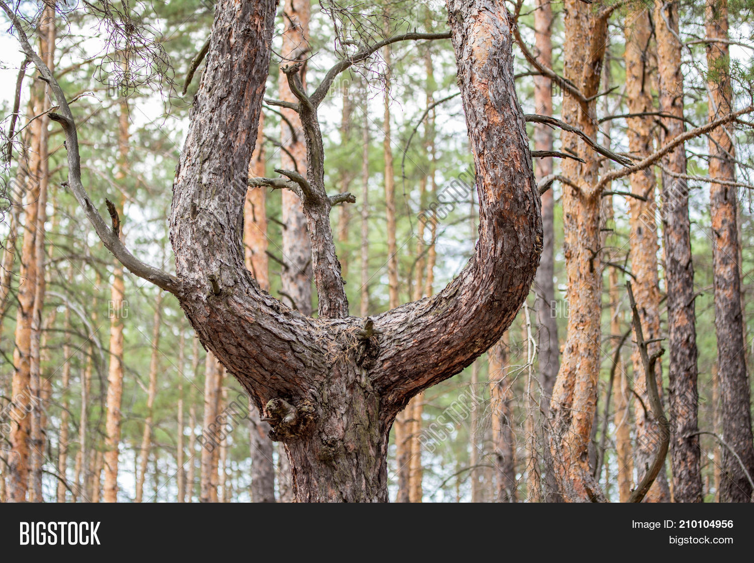 Old Crooked Pine Tree Image & Photo (Free Trial) | Bigstock
