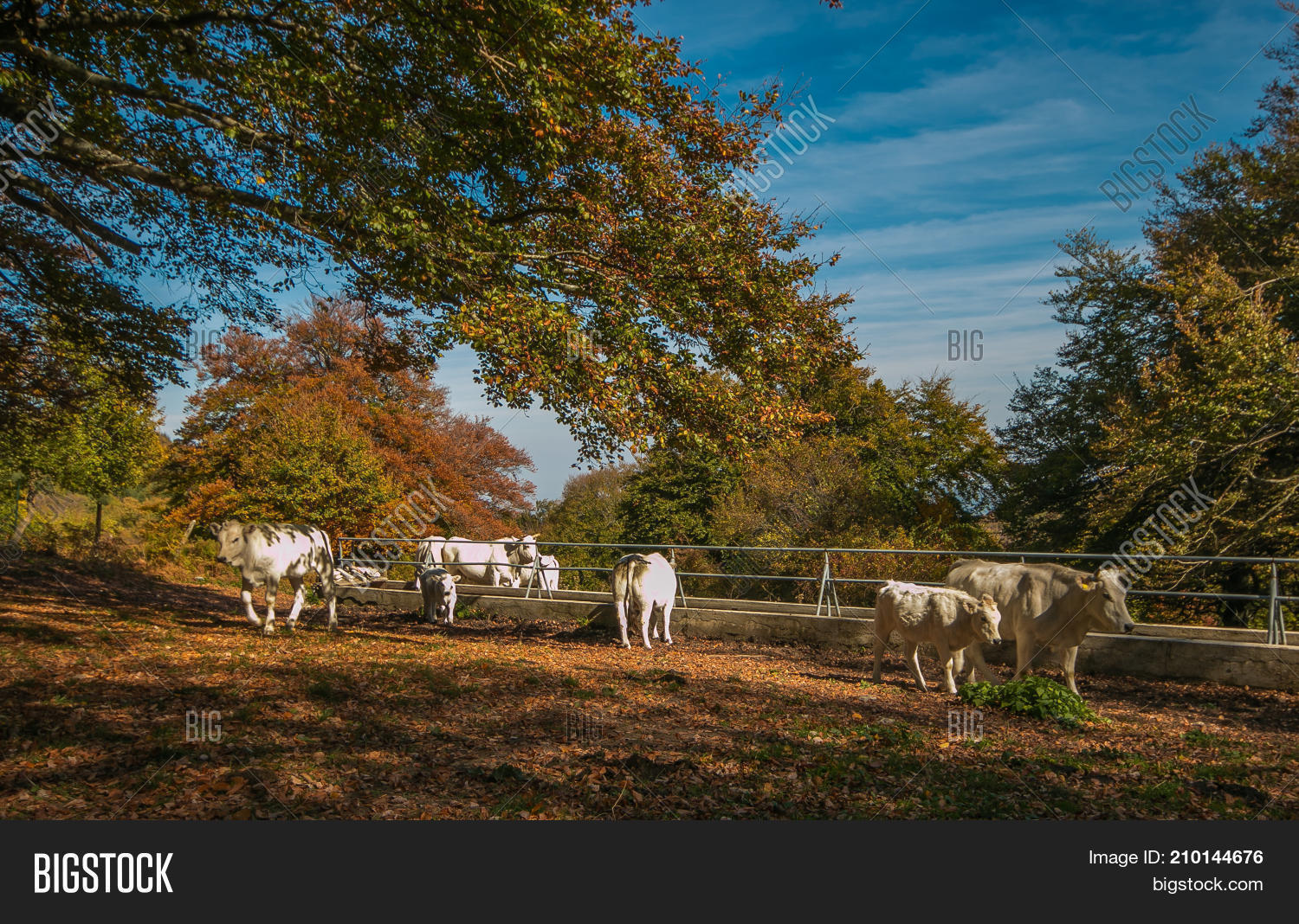 Cows Autumn Beech Image & Photo (Free Trial) | Bigstock