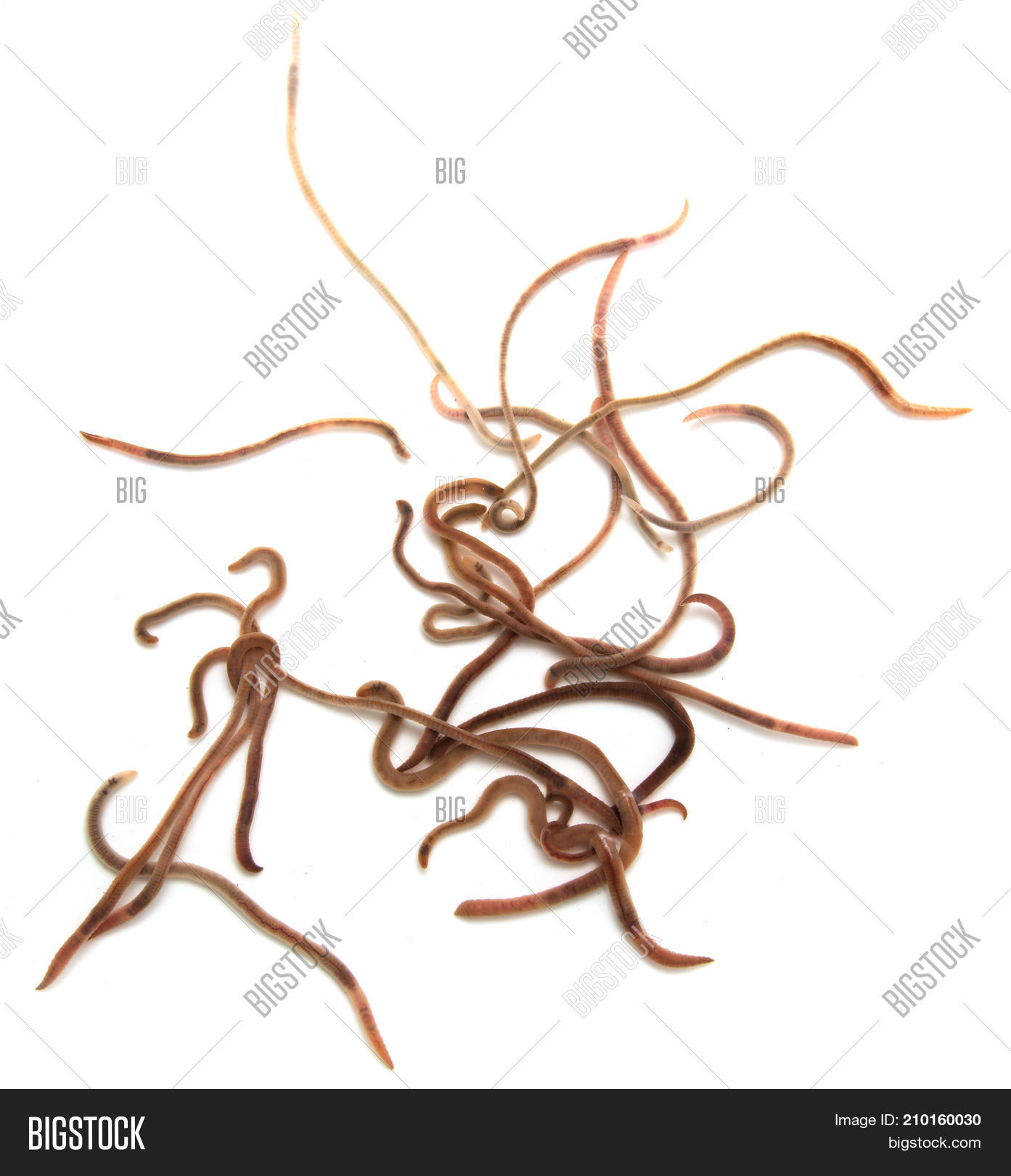 Worms On White Image & Photo (Free Trial) | Bigstock