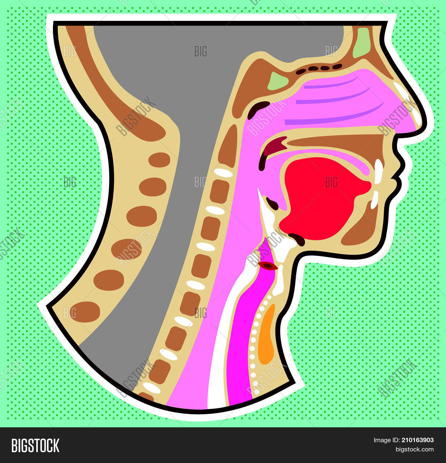 Throat Anatomy Vector Vector & Photo (Free Trial) | Bigstock