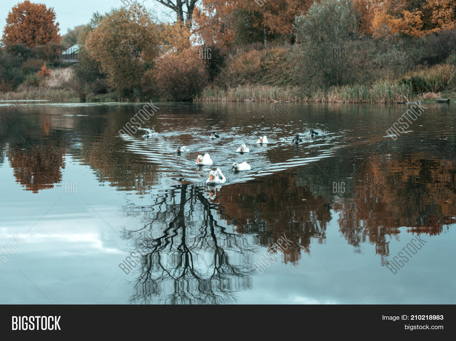 Ducks Pond. Autumn Image & Photo (Free Trial) | Bigstock