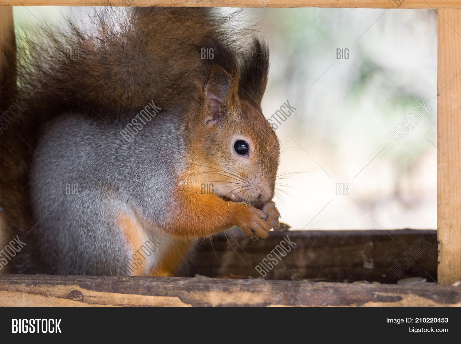 Red Squirrel On Branch Image & Photo (Free Trial) | Bigstock