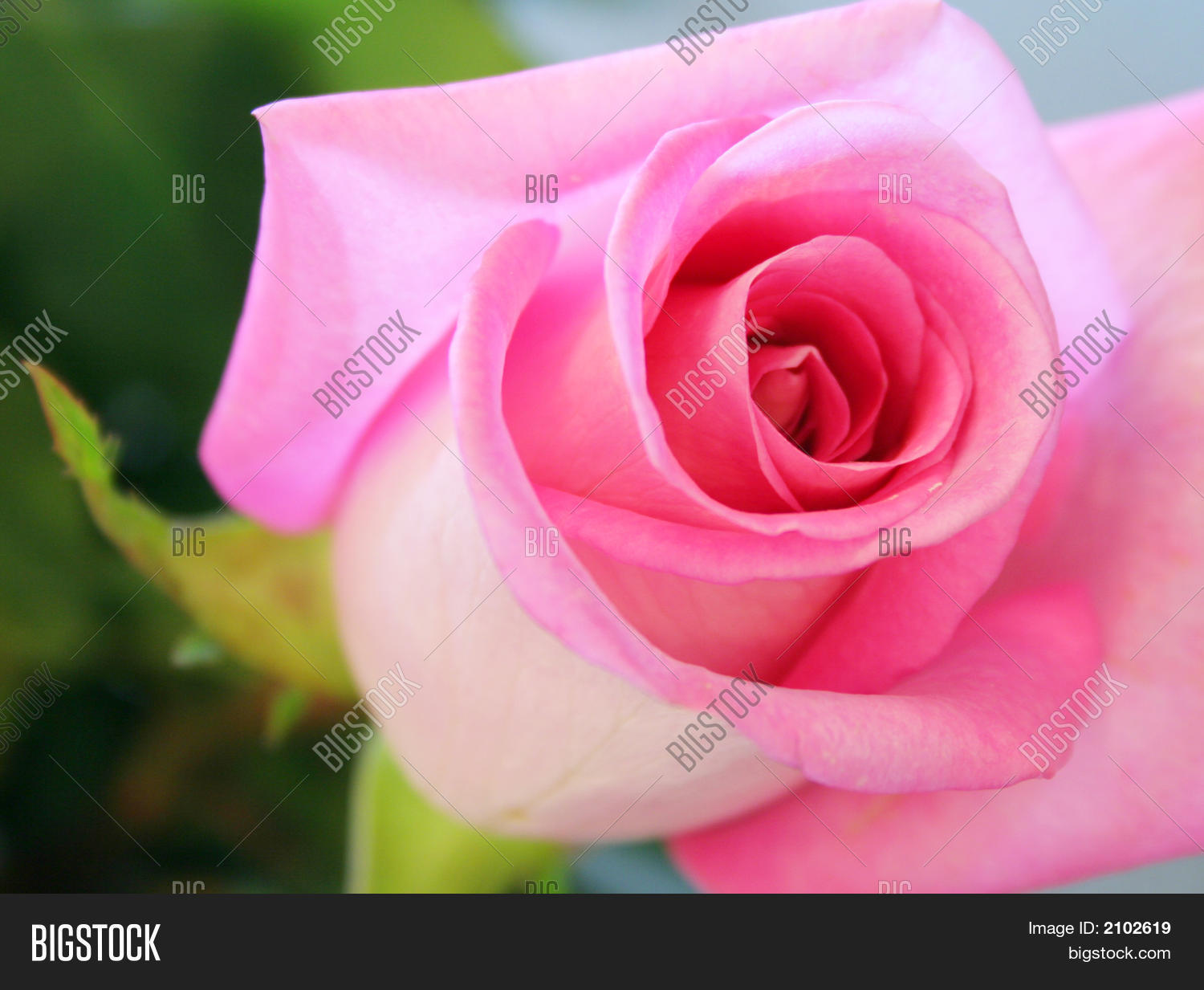 Lovely Soft Pink Rose Image & Photo (Free Trial) | Bigstock
