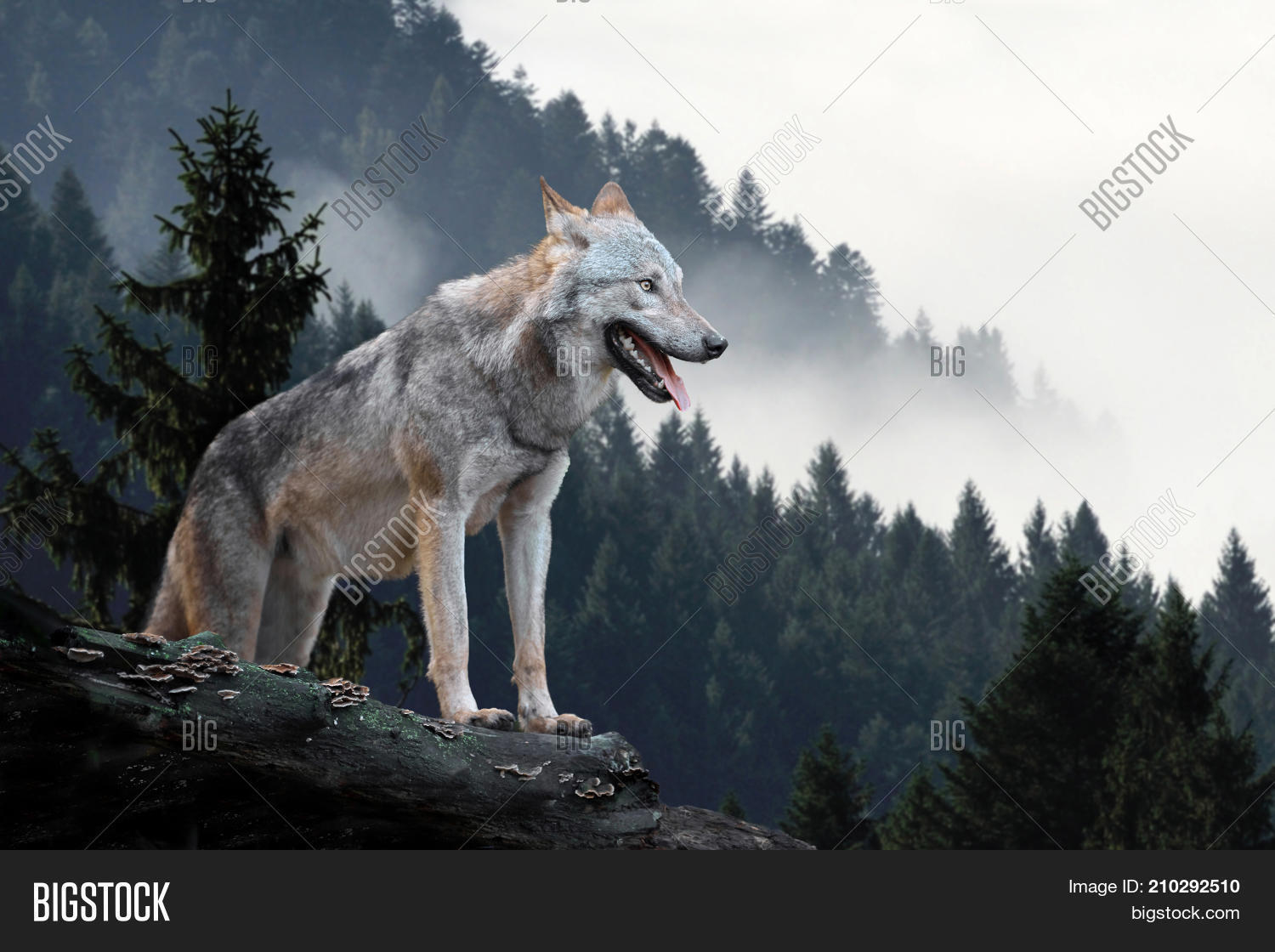 Timber Wolf Hunting Image & Photo (Free Trial) | Bigstock
