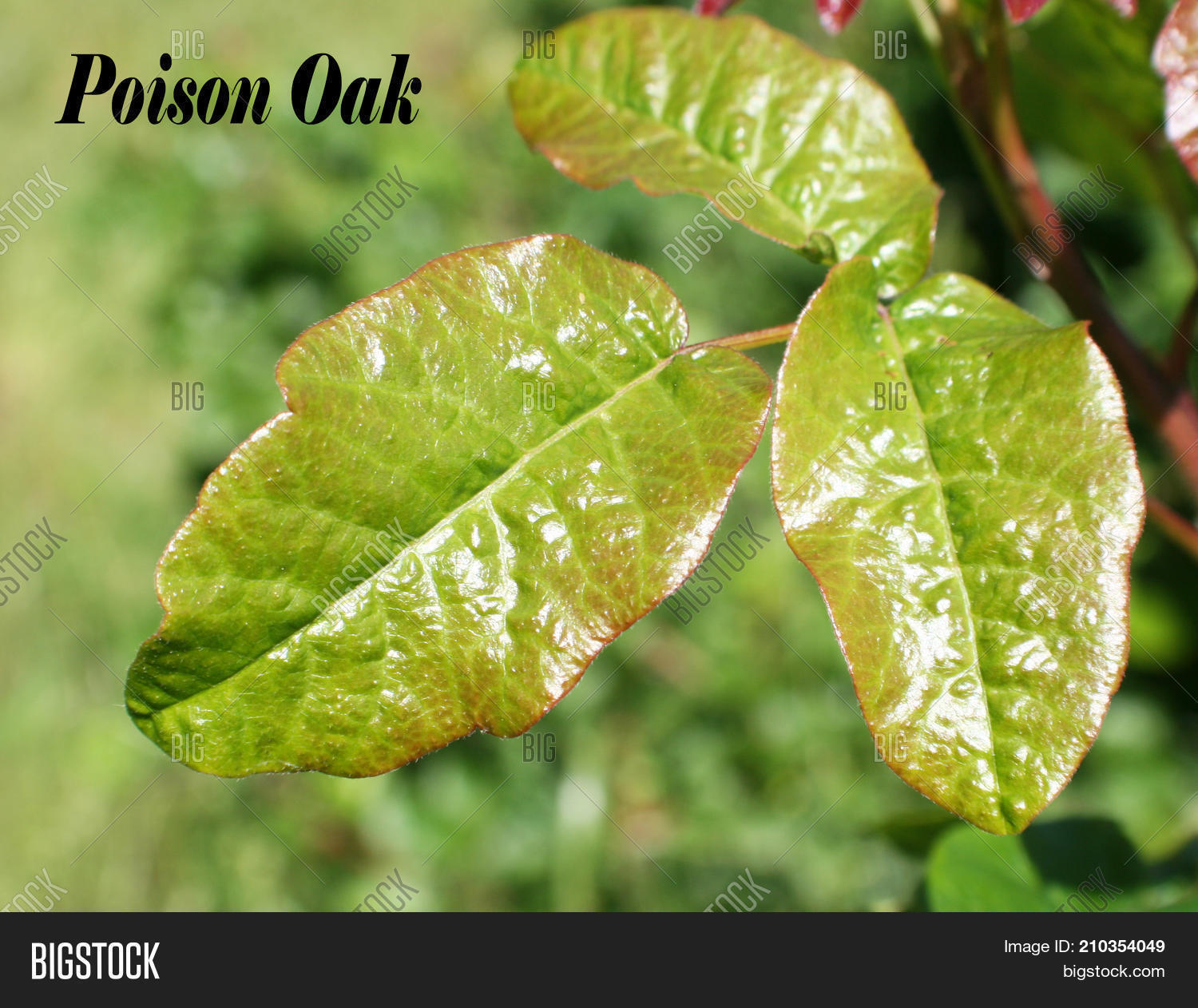 Poison Oak Leaf Close Image & Photo (Free Trial) | Bigstock