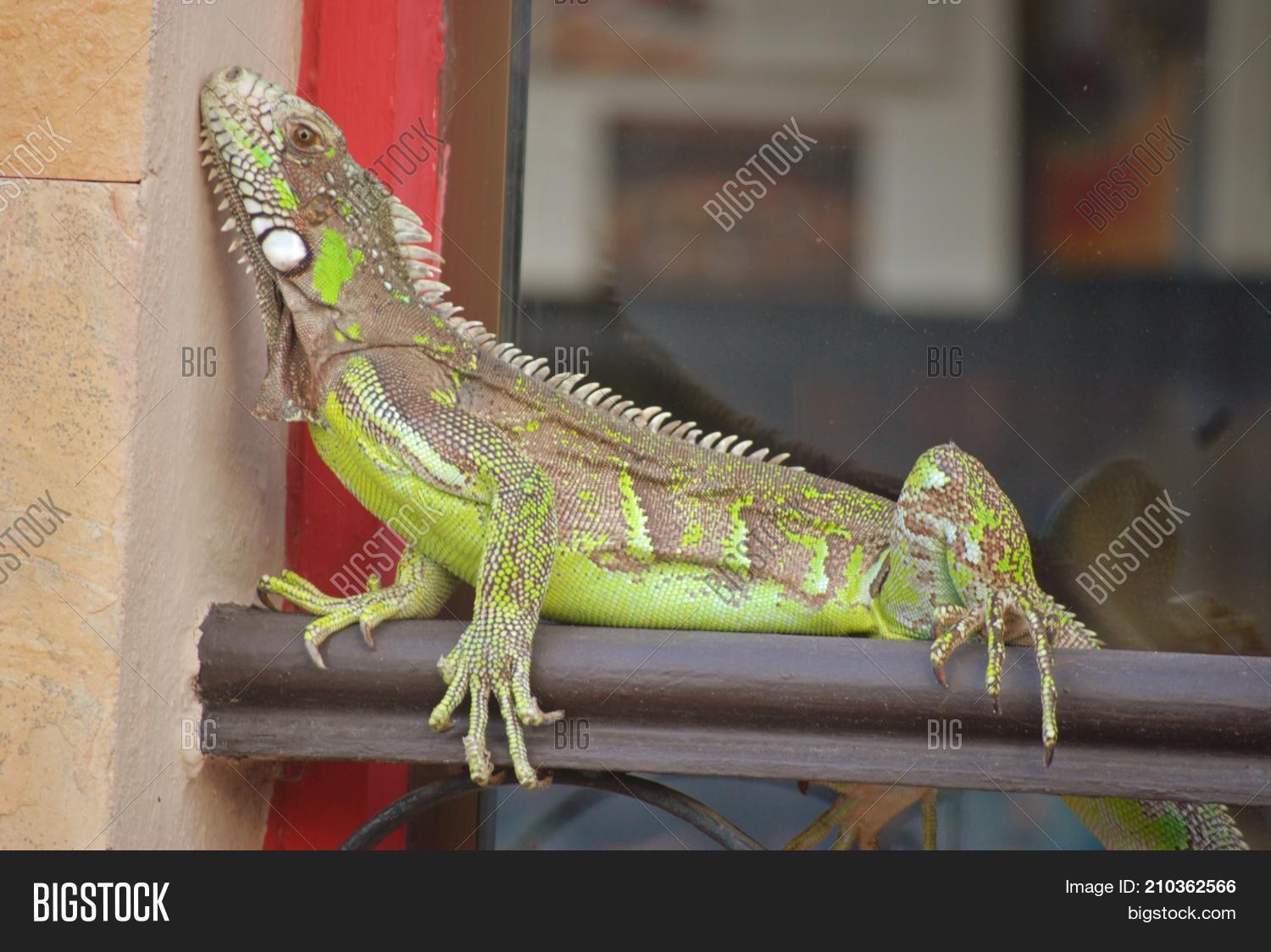 Lovely Iguana, City Image & Photo (Free Trial) | Bigstock