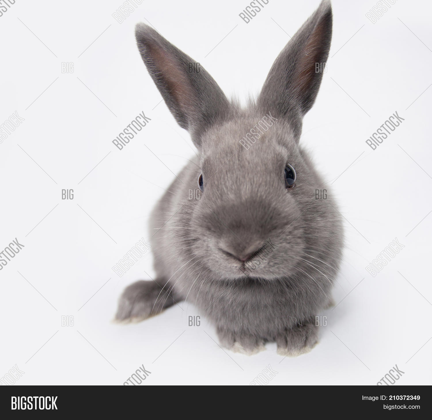 Adorable Little Grey Image & Photo (Free Trial) | Bigstock