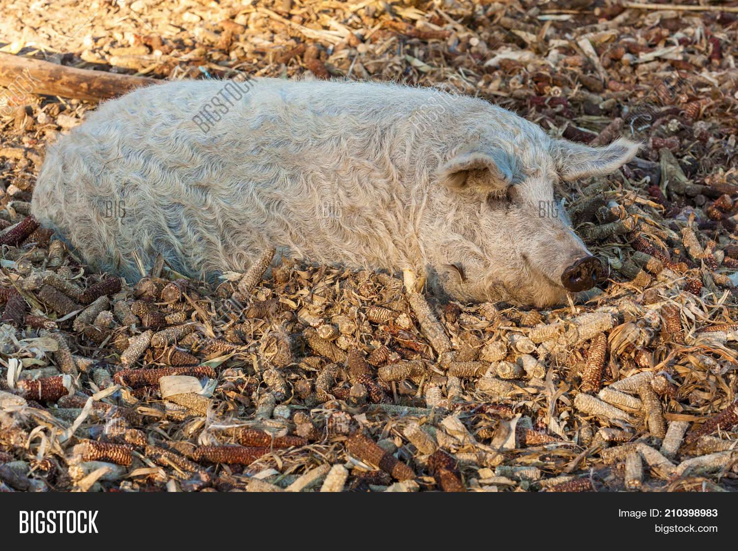 Pig Lies Corn Heads Image & Photo (Free Trial) | Bigstock