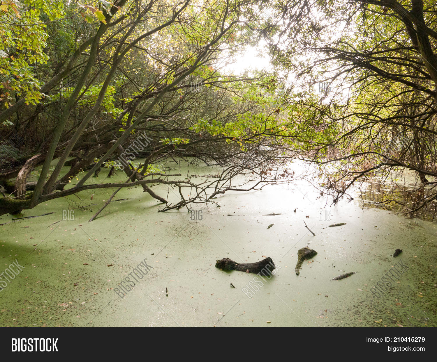 Beautiful Swamp Green Image & Photo (Free Trial) | Bigstock
