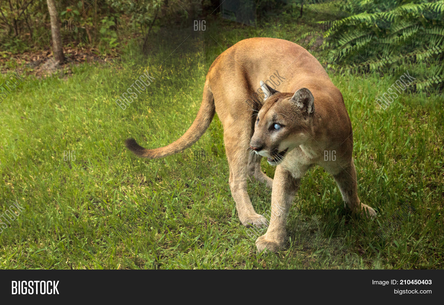 Florida Panther Puma Image & Photo (Free Trial) | Bigstock