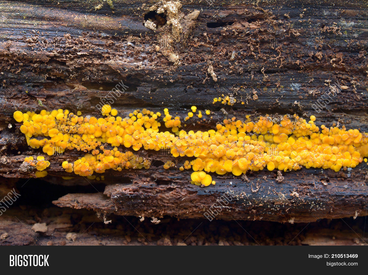 Bisporella Citrina Image & Photo (Free Trial) | Bigstock