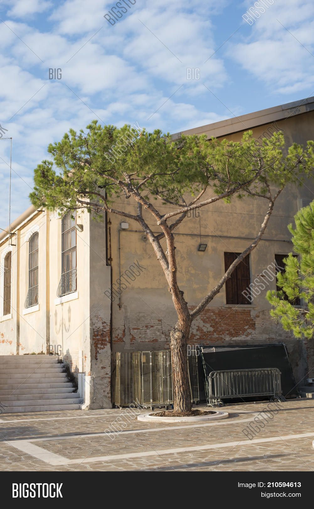 Pine Tree Venice Image & Photo (Free Trial) | Bigstock