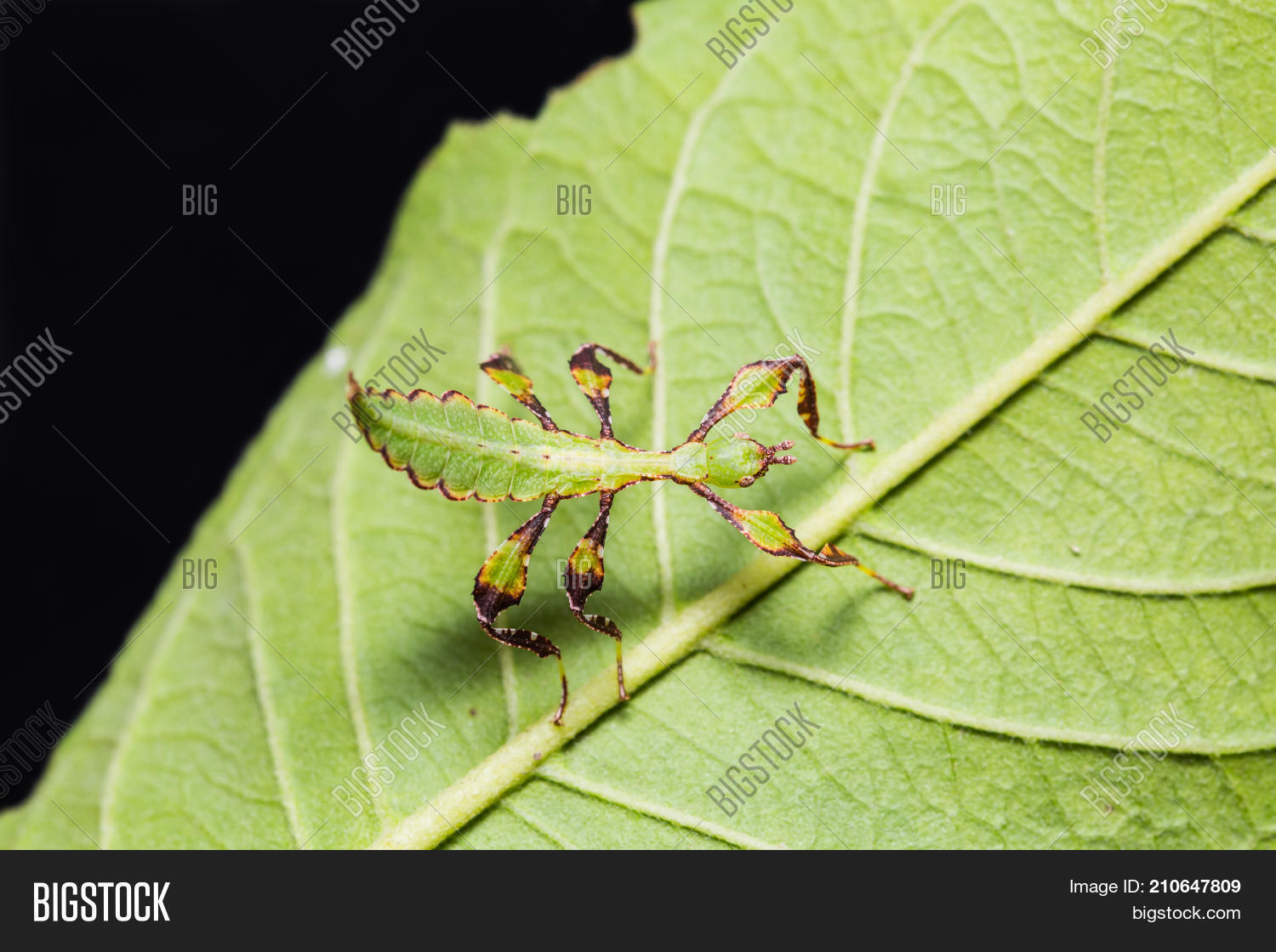 Young Leaf Insect ( Image & Photo (Free Trial) | Bigstock