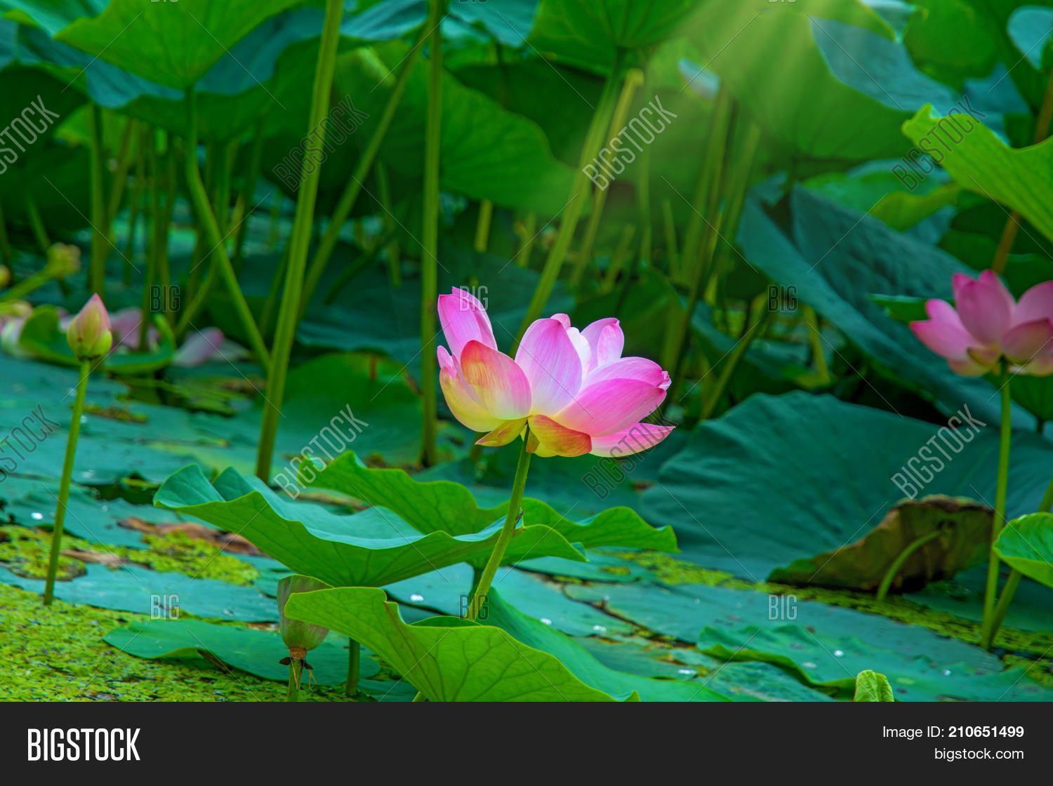 Large Lotus Flowers. Image & Photo (Free Trial) | Bigstock