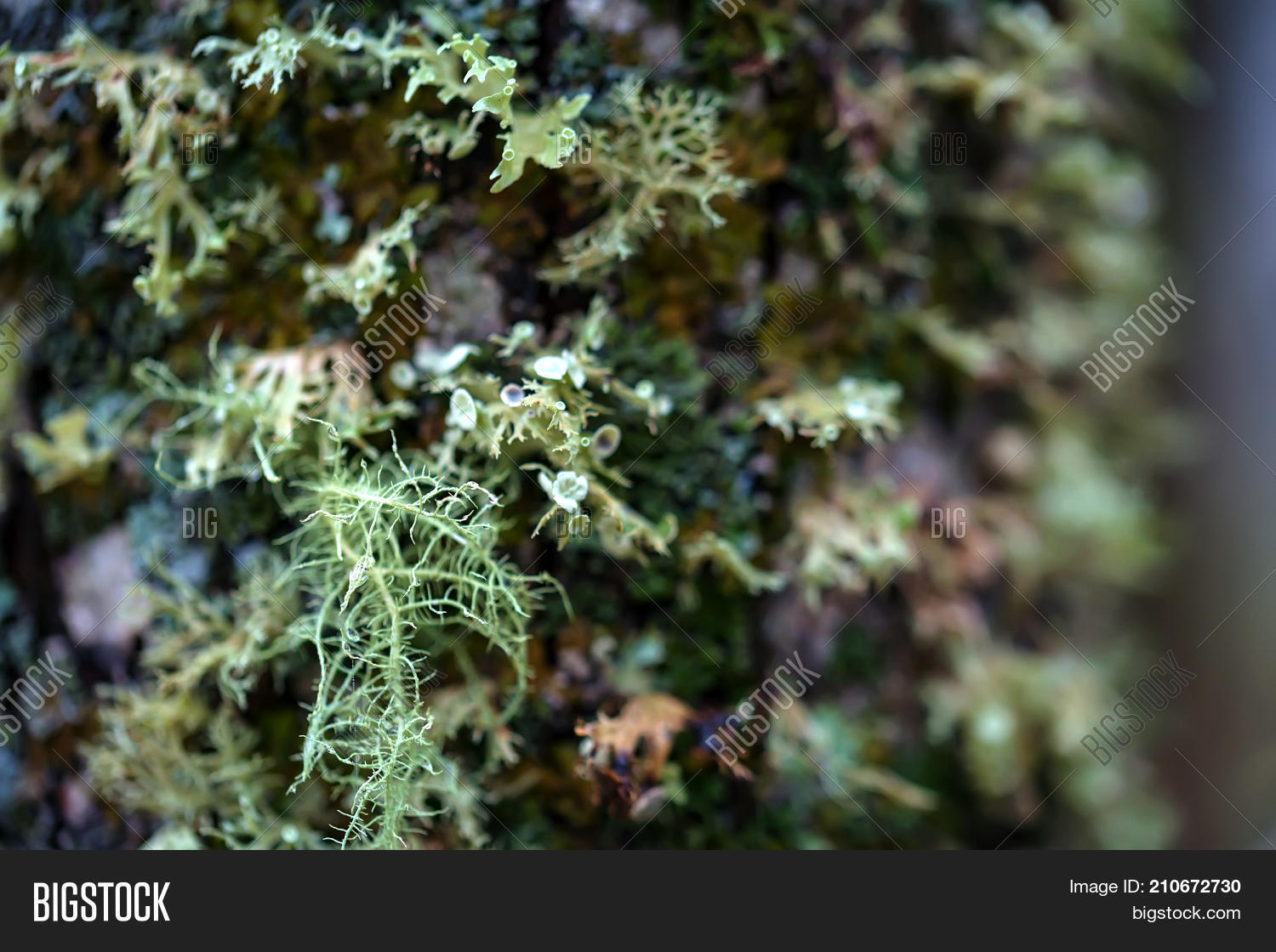 Close- Colorful Lichen Image & Photo (Free Trial) | Bigstock