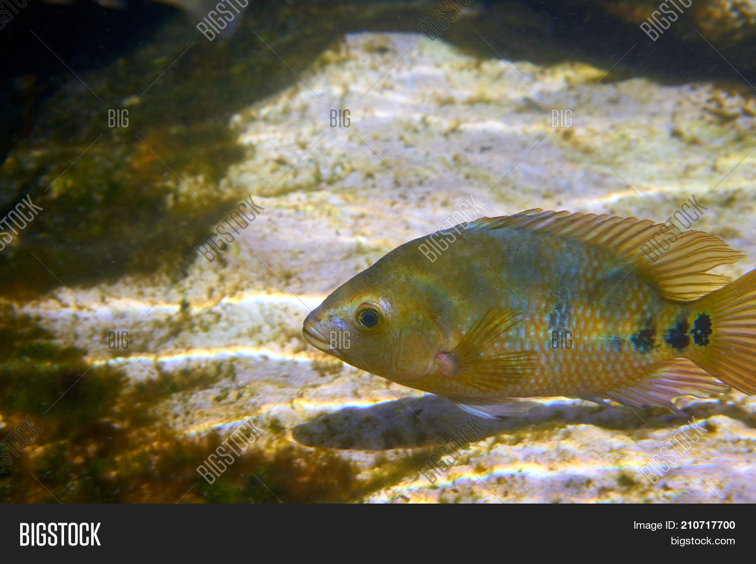 Cenote Fish Cichlasoma Image & Photo (Free Trial) | Bigstock