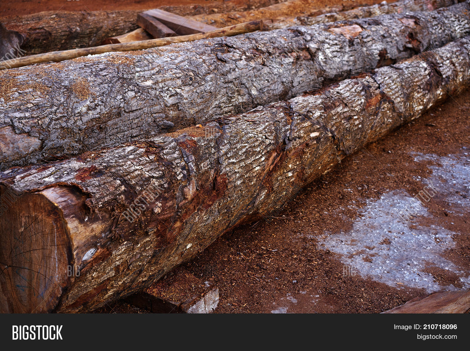 Chico Zapote Manilkara Image & Photo (Free Trial) | Bigstock