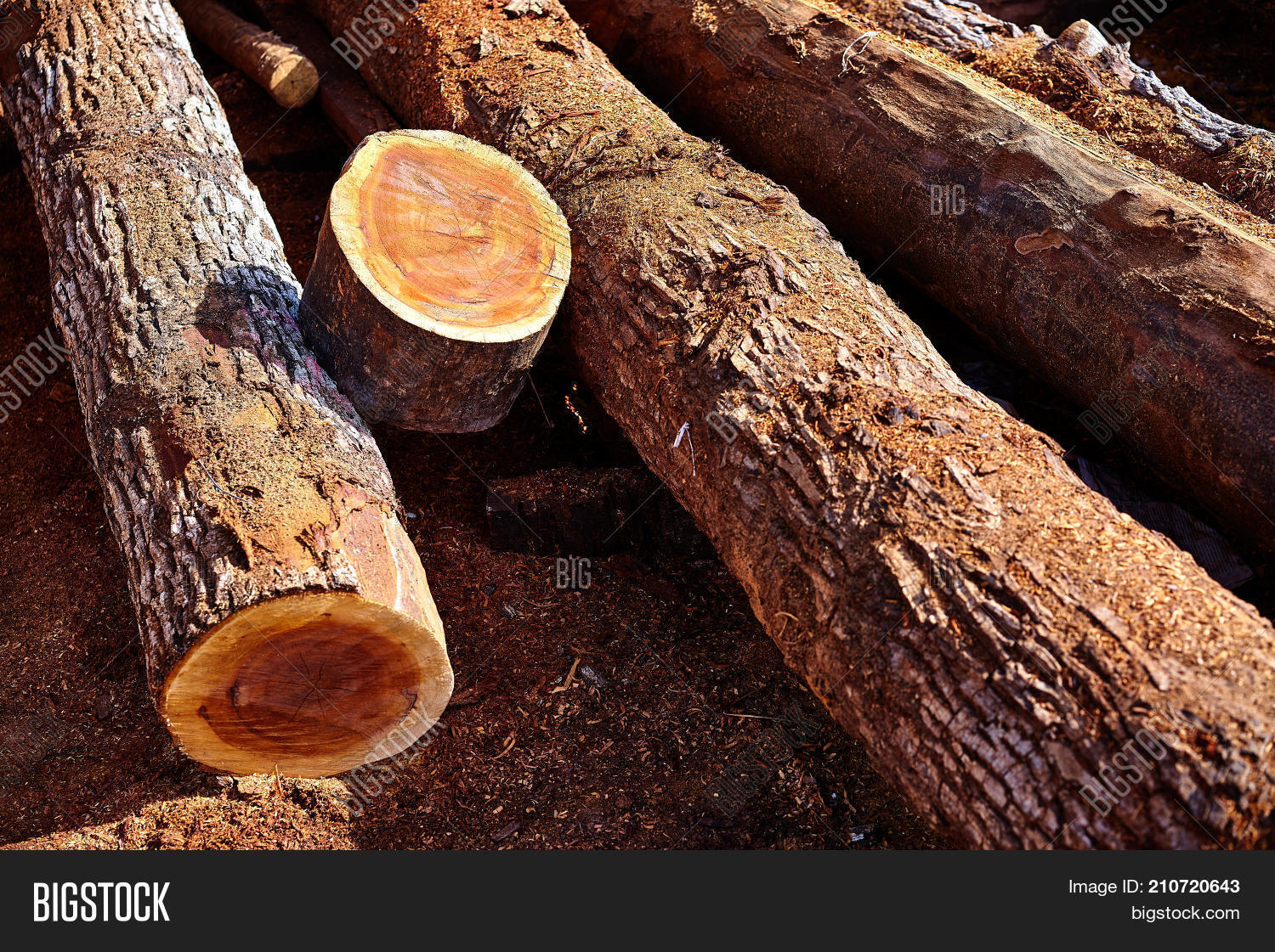 Chico Zapote Manilkara Image & Photo (Free Trial) | Bigstock